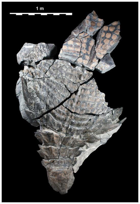 Scientists Stunned by Dinosaur Fossil With Skin So Intact It Looks Alive