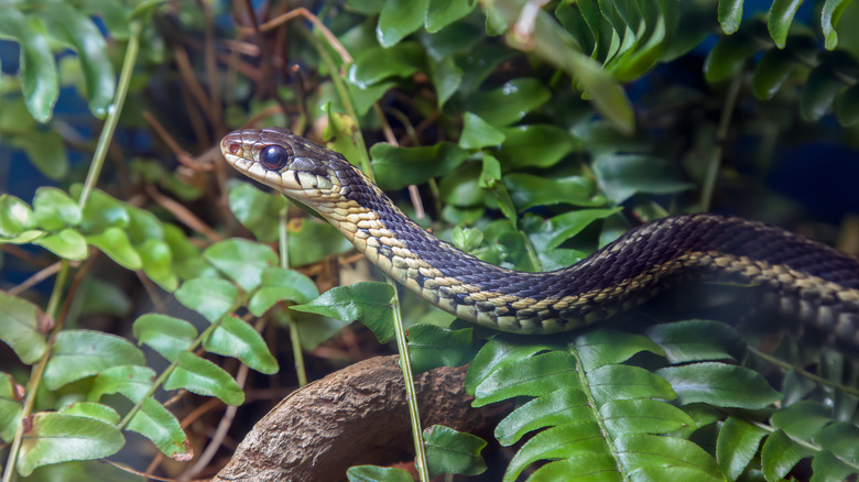 What A Lot Of Snakes In Your Yard Really Says About Your Garden