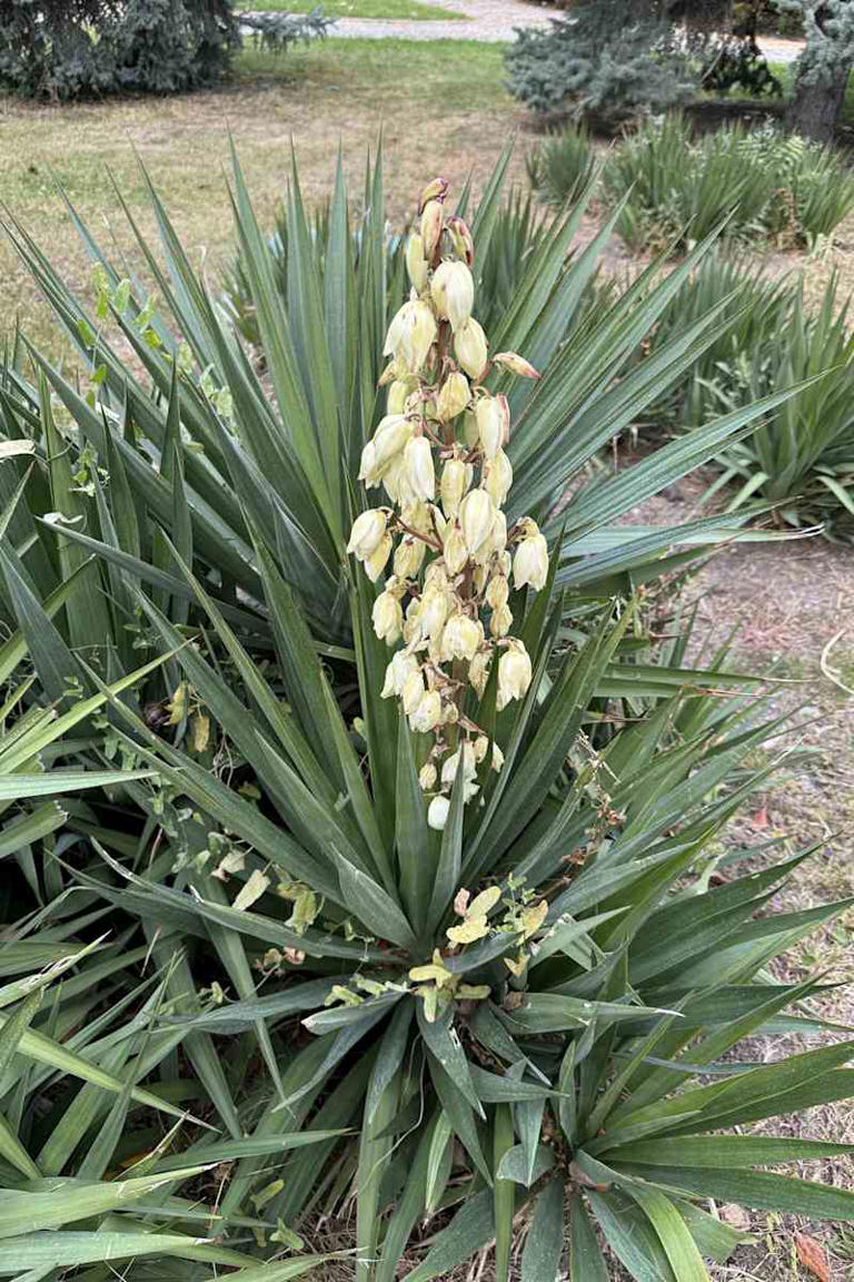 I'm a Master Gardener, and Here's What I'll Never Plant in My Yard Again