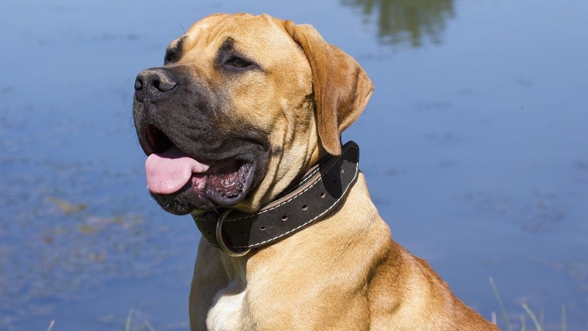 How to know your dog loves you: signs that show a strong bond