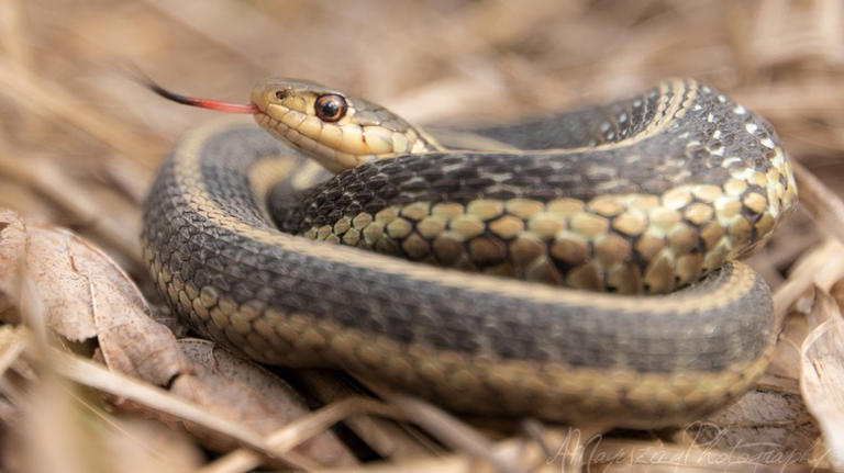 What A Lot Of Snakes In Your Yard Really Says About Your Garden