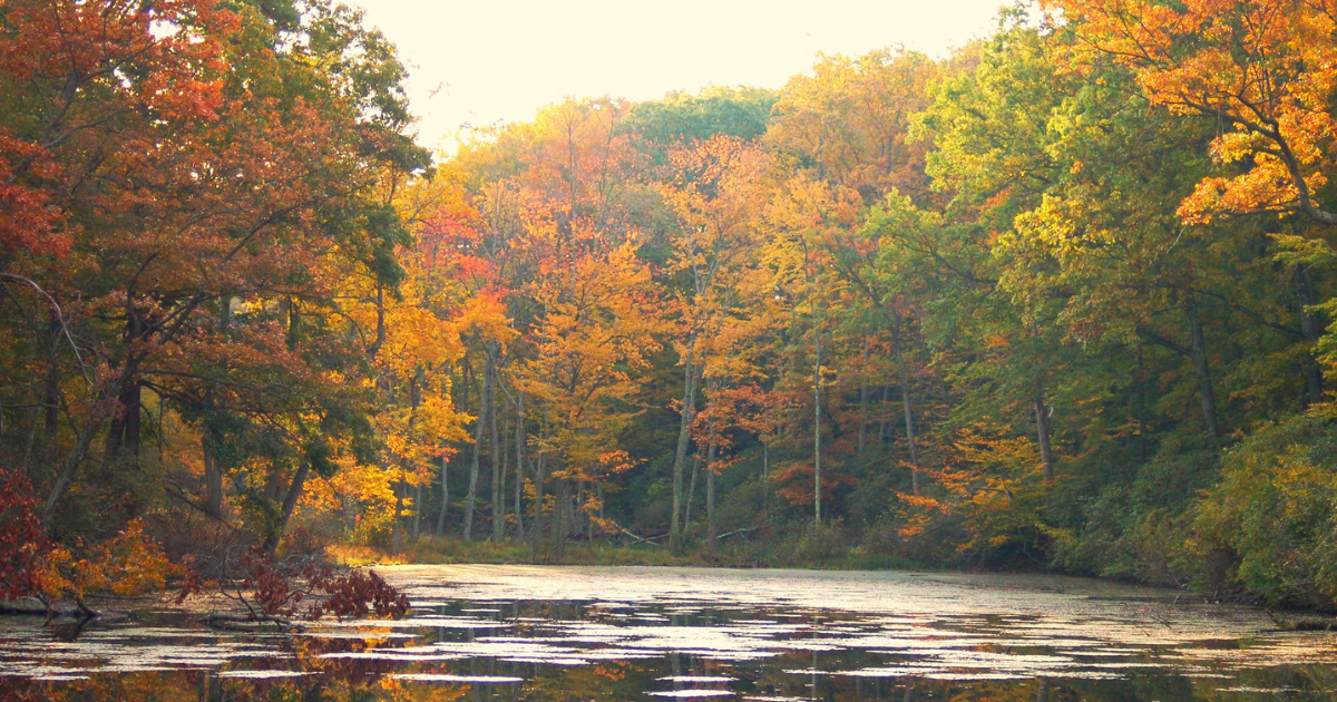 14 Unforgettable Things To Do In Virginia This Fall