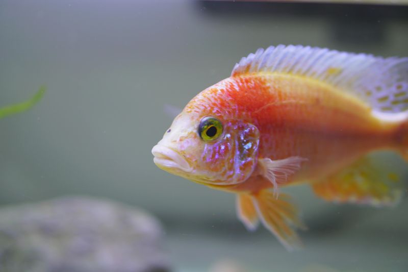 Fish Species That Behave Nothing Like We Thought