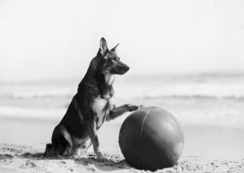 From Lassi to Toto: Some of our favorite famous animal actors
