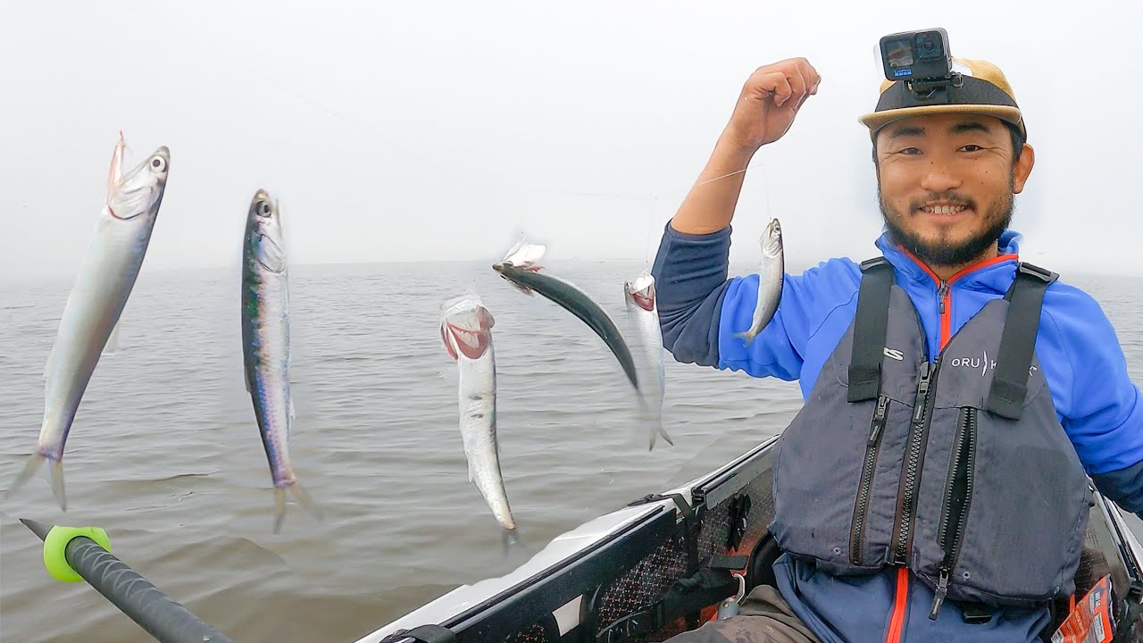 I caught fresh anchovies—here’s how! 🎣