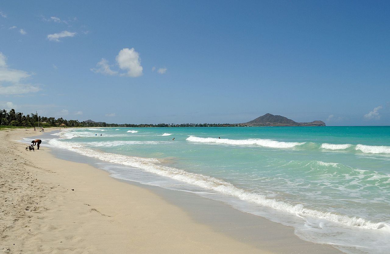 Volunteers are needed to plant native plants along shoreline in Kailua