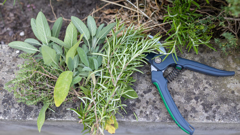 A Gorgeous Fast-Growing Perennial Herb Deserves To Be In Your Cutting ...