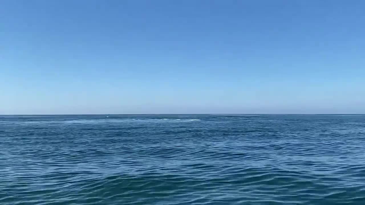 Pod of Whales Put on Incredible Show in Jalisco, Mexico
