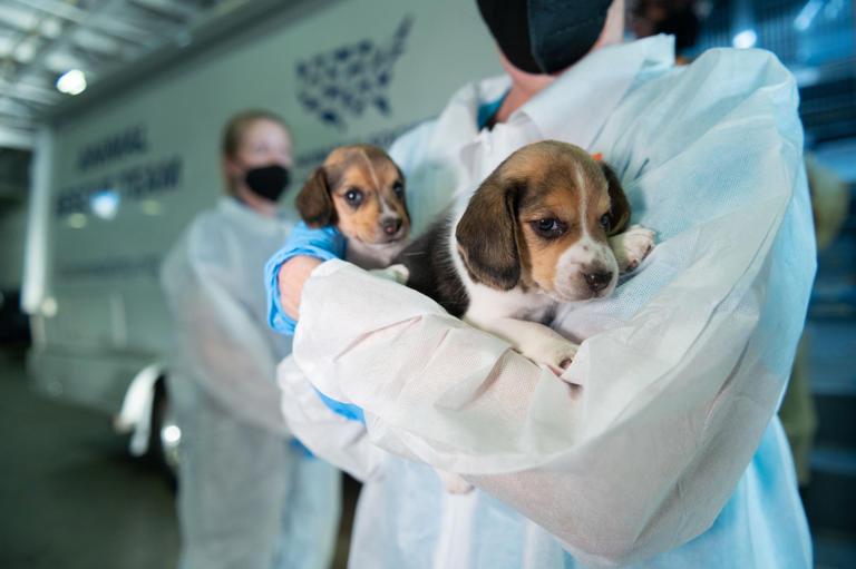Rescue coalition prepared to step in at Dane County dog breeder