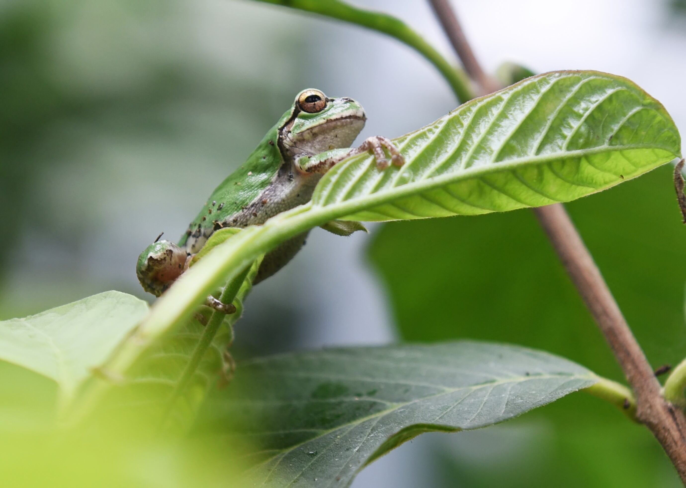 Climate change advances spawning of frogs, gulls in parks