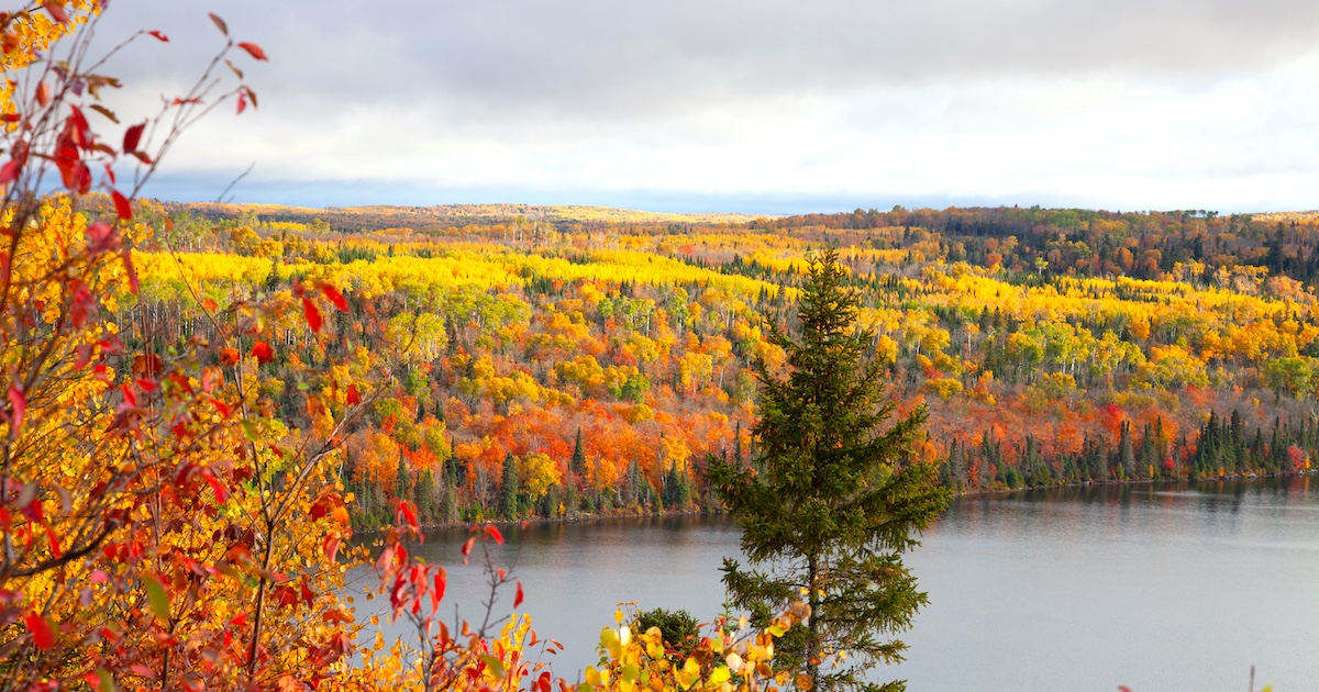 Here Are the Best Times and Places to View Minnesota's Fall Foliage in 2025