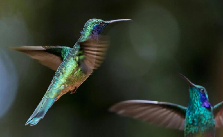 ¿Qué significa ver un colibrí verde en tu jardín?