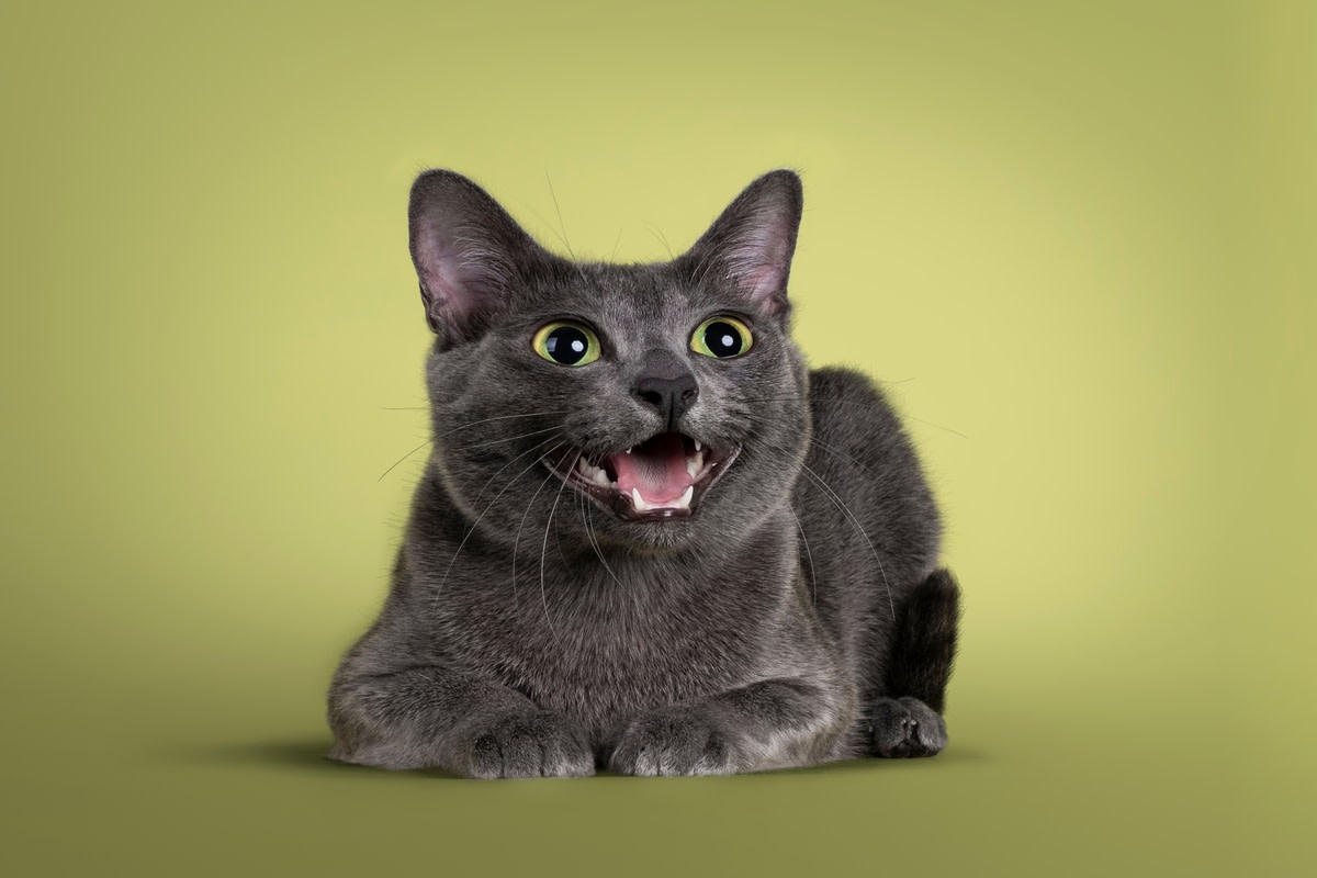 Adorable Gray Cat Sweetly 'Asks' Mom To Be Tucked in Before Her Nap