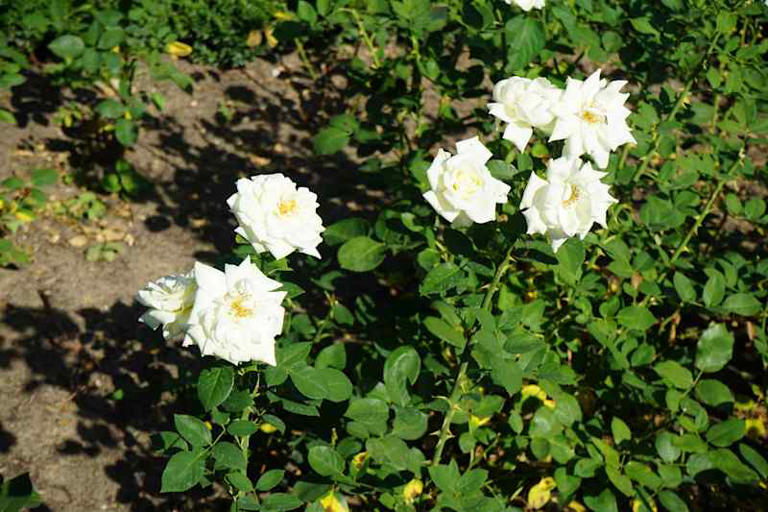 I'm a Master Gardener, and Here's What I'll Never Plant in My Yard Again