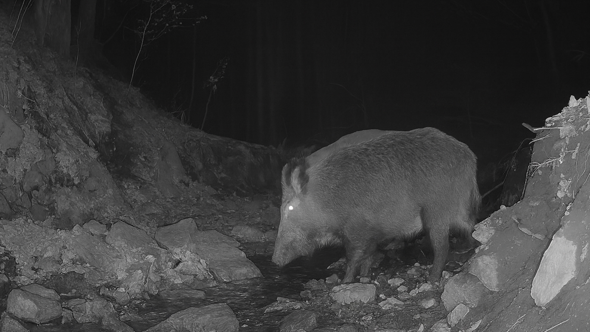 These natural scenes were captured by a riverside camera.