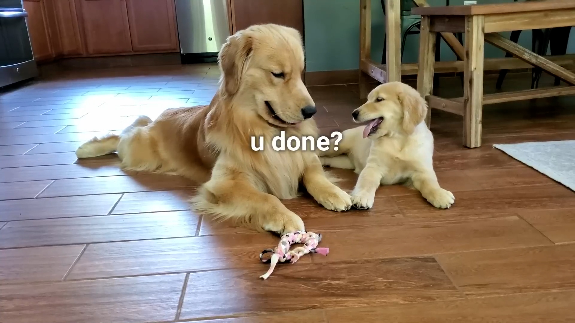 Puppy Play Date at Home