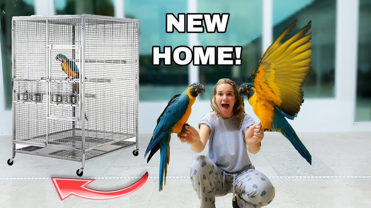 Why Baby Macaws Need More Than Just a Cage