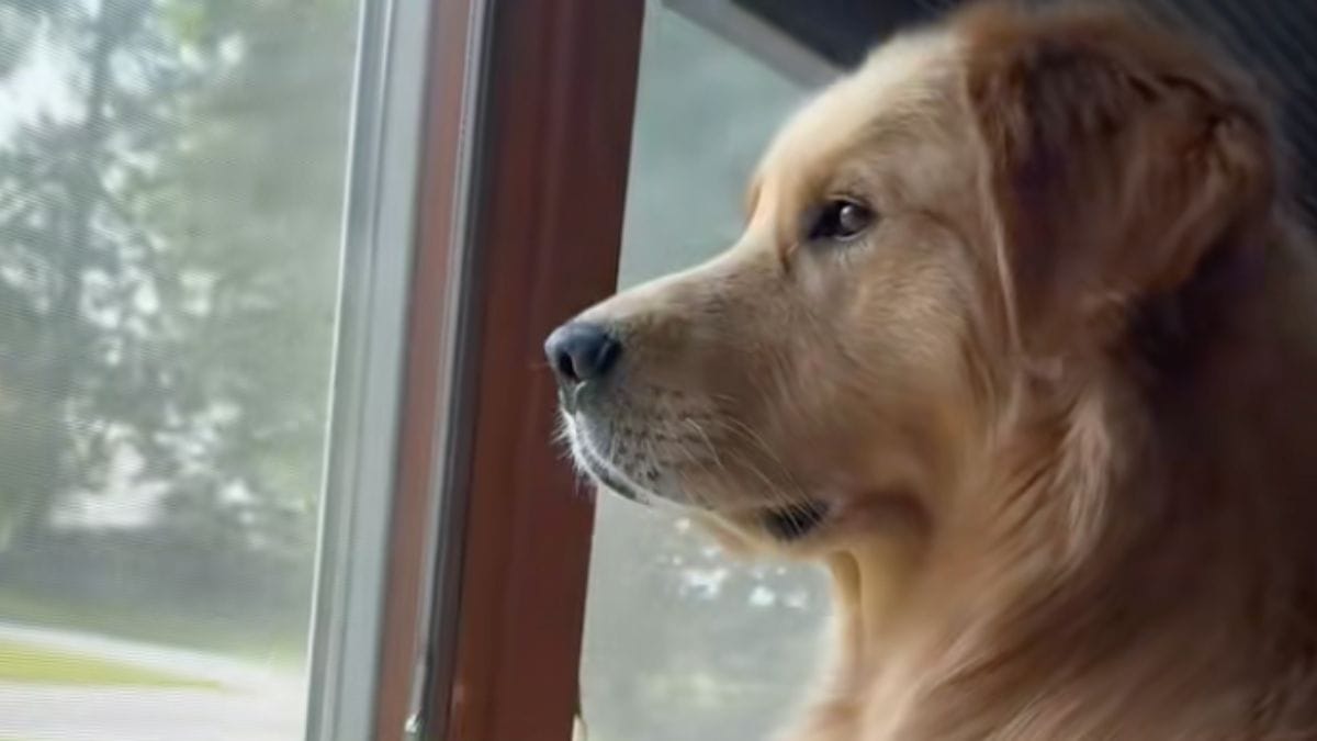Golden Retriever waits for best mate: heartwarming clip melts hearts of ...