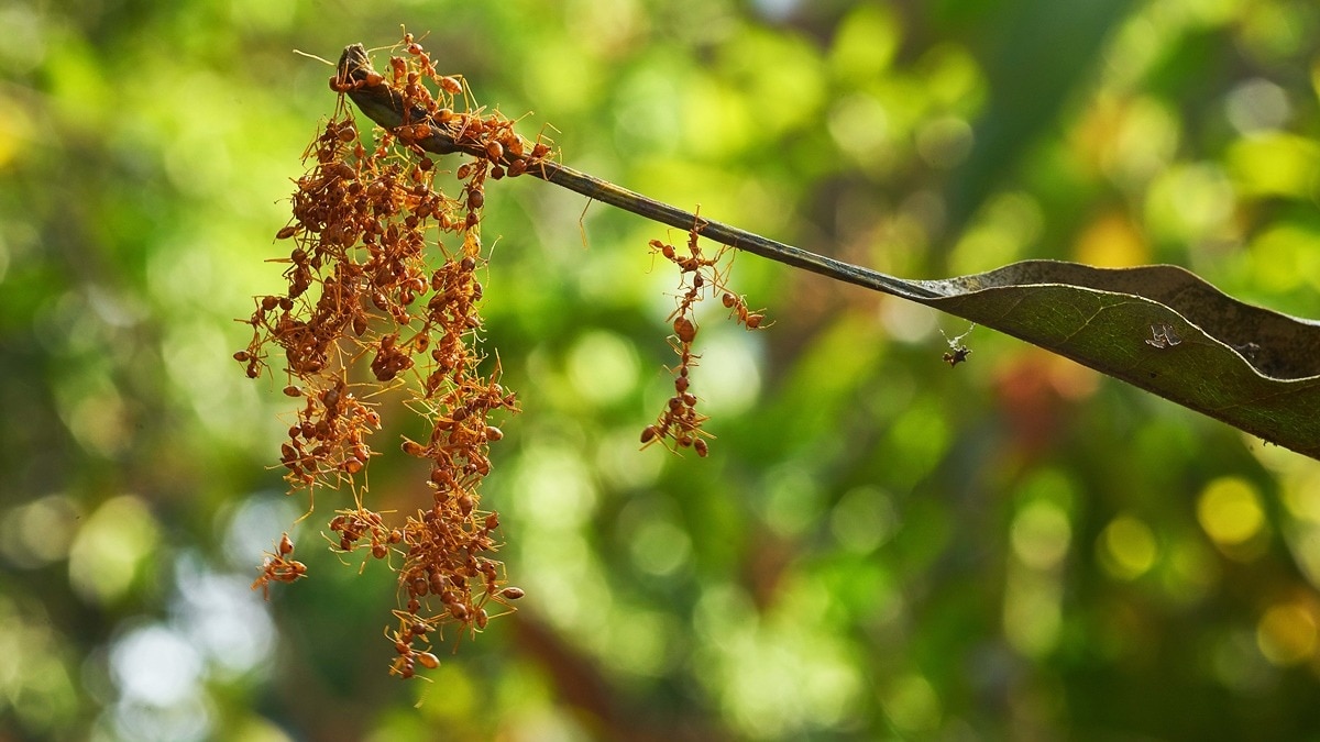 Insect apocalypse underway: First signs found in ants of Fiji