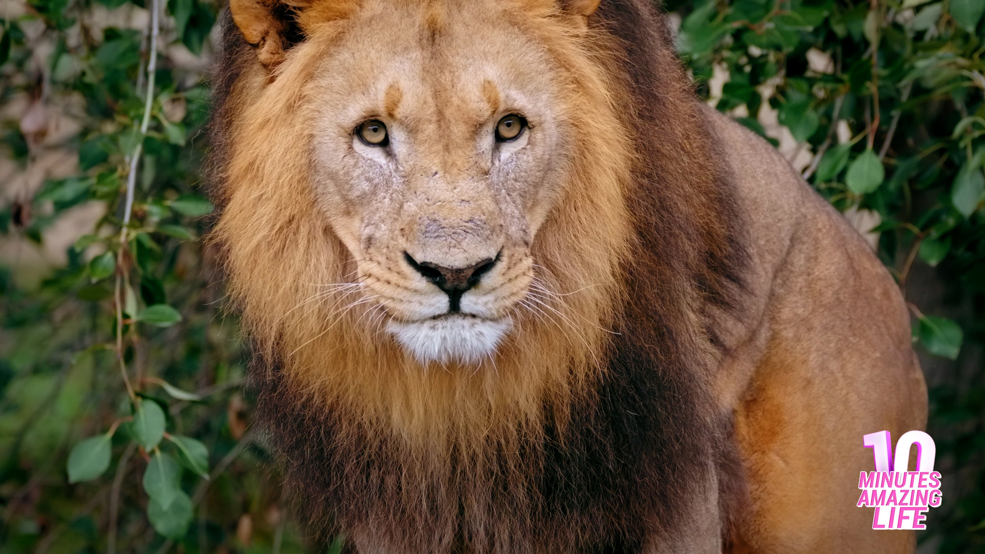 Afrikaanse Leeuw met Gouden Manen