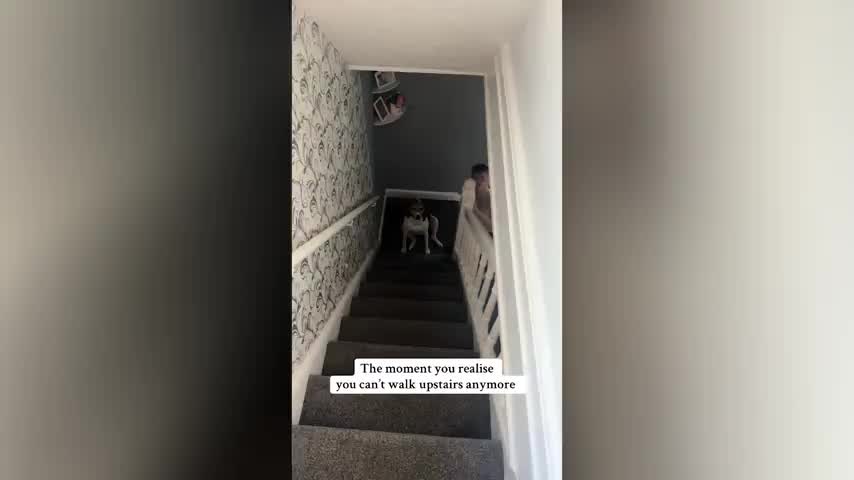 Hearts Break At Moment Dog Realizes He Can’t Walk Up Stairs Anymore