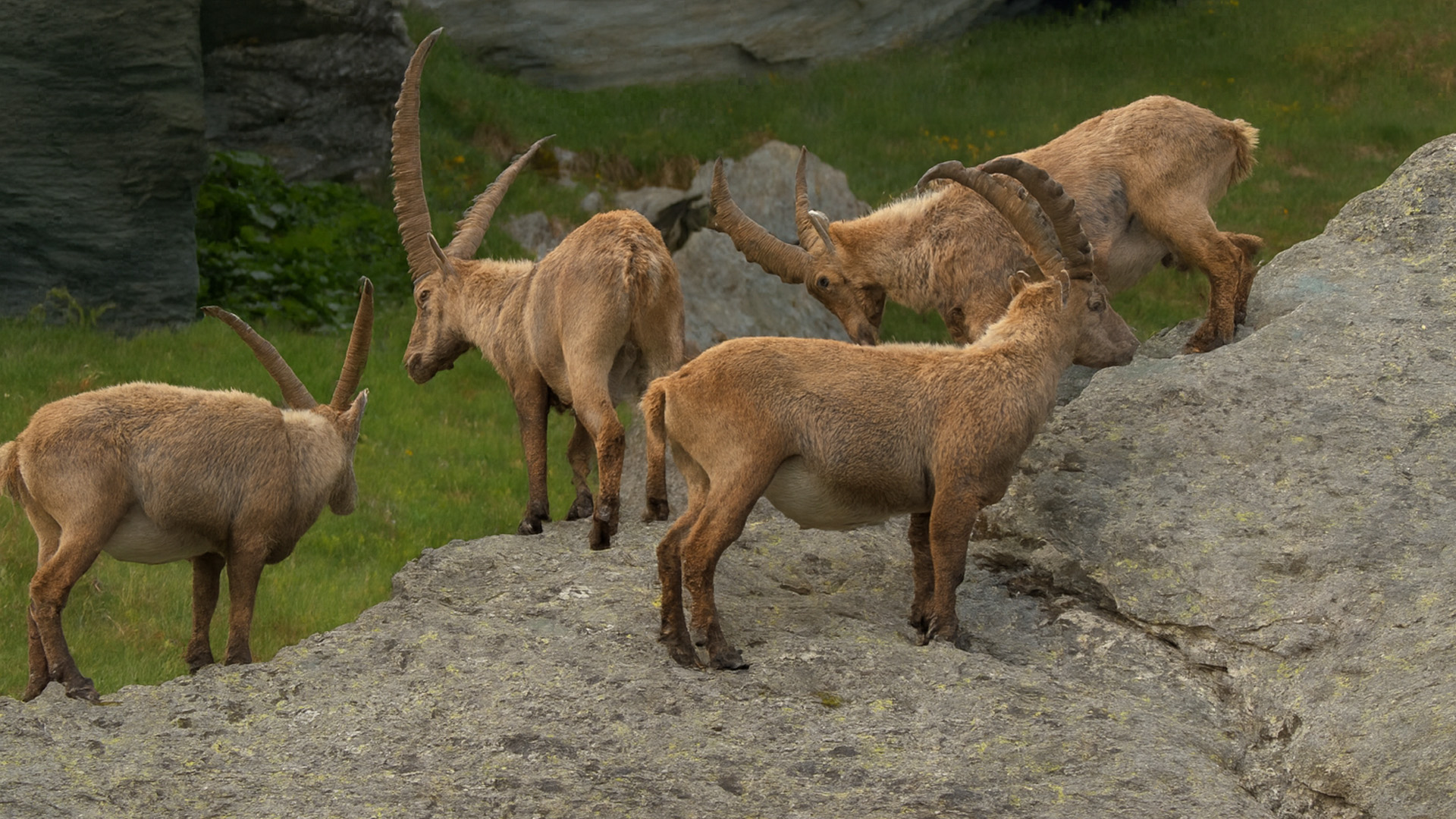 Alpine Ibex Grazing in a Meadow