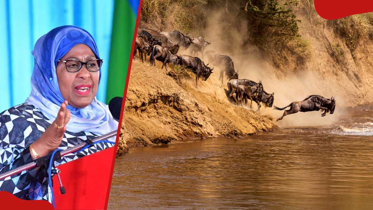 Maasai Mara guide claims Tanzania blocking wildebeests from entering ...