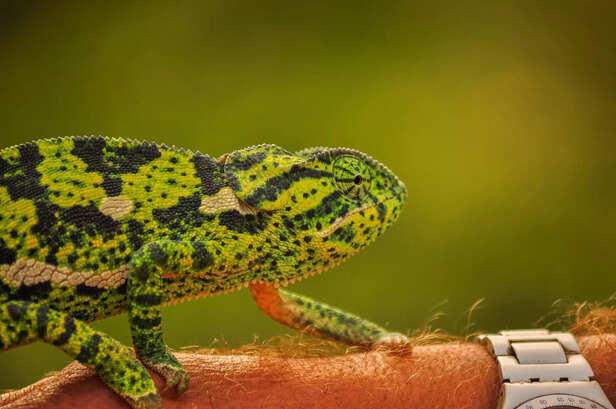 The Color-Changing Secrets of Chameleons Explained by Science