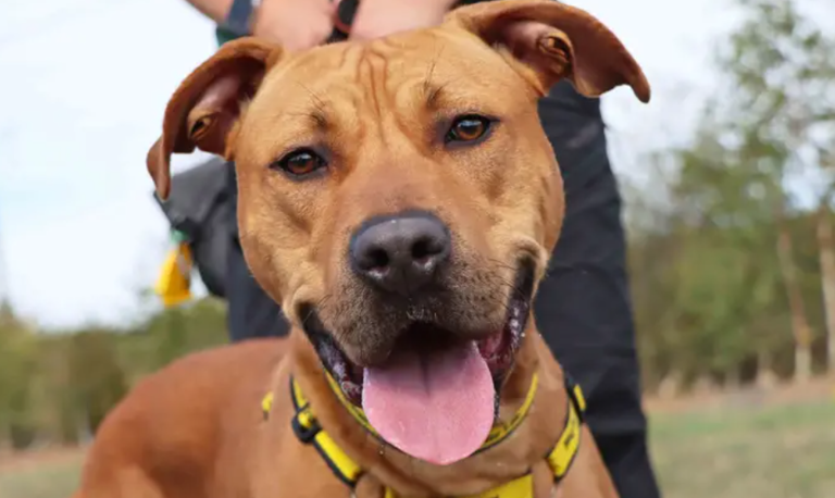 These 17 adorable Dogs Trust canines are looking for homes in the North ...