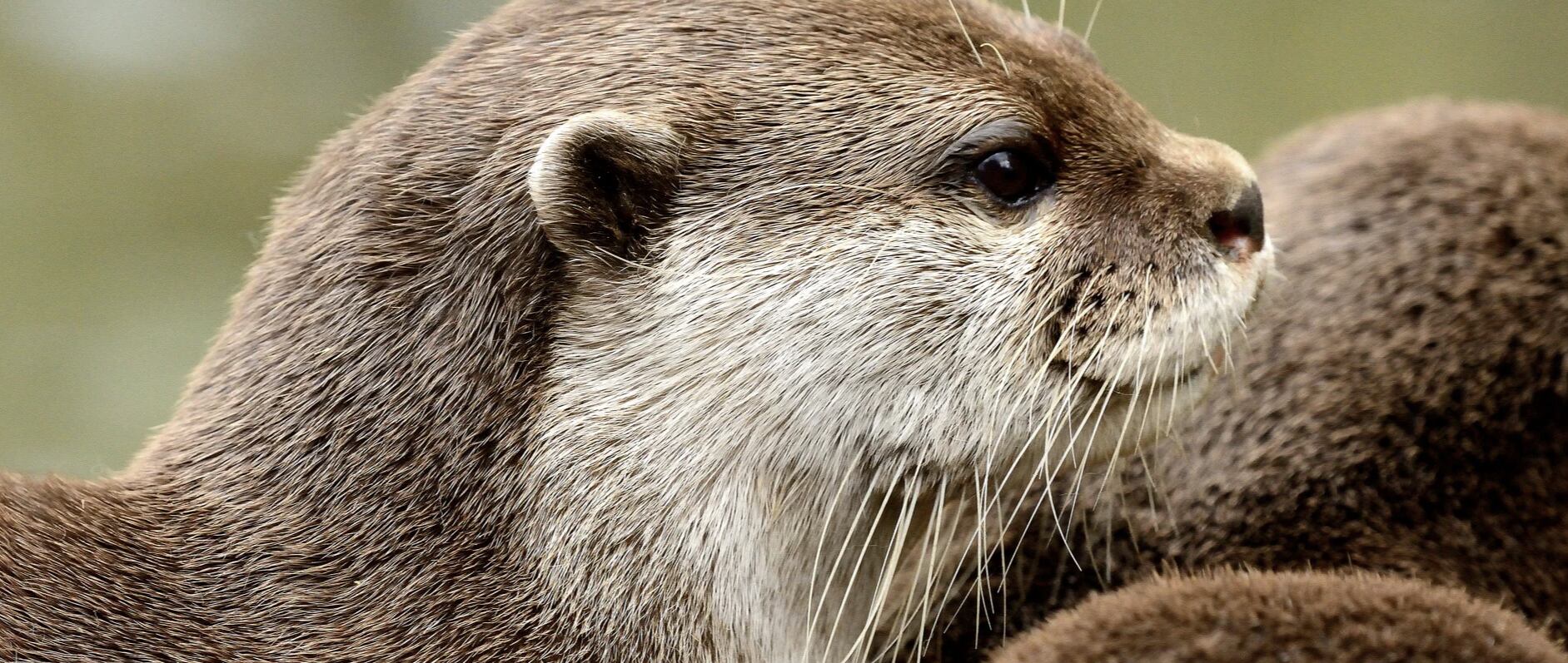 TSMC bees, Samsung otters highlight eco-friendly efforts