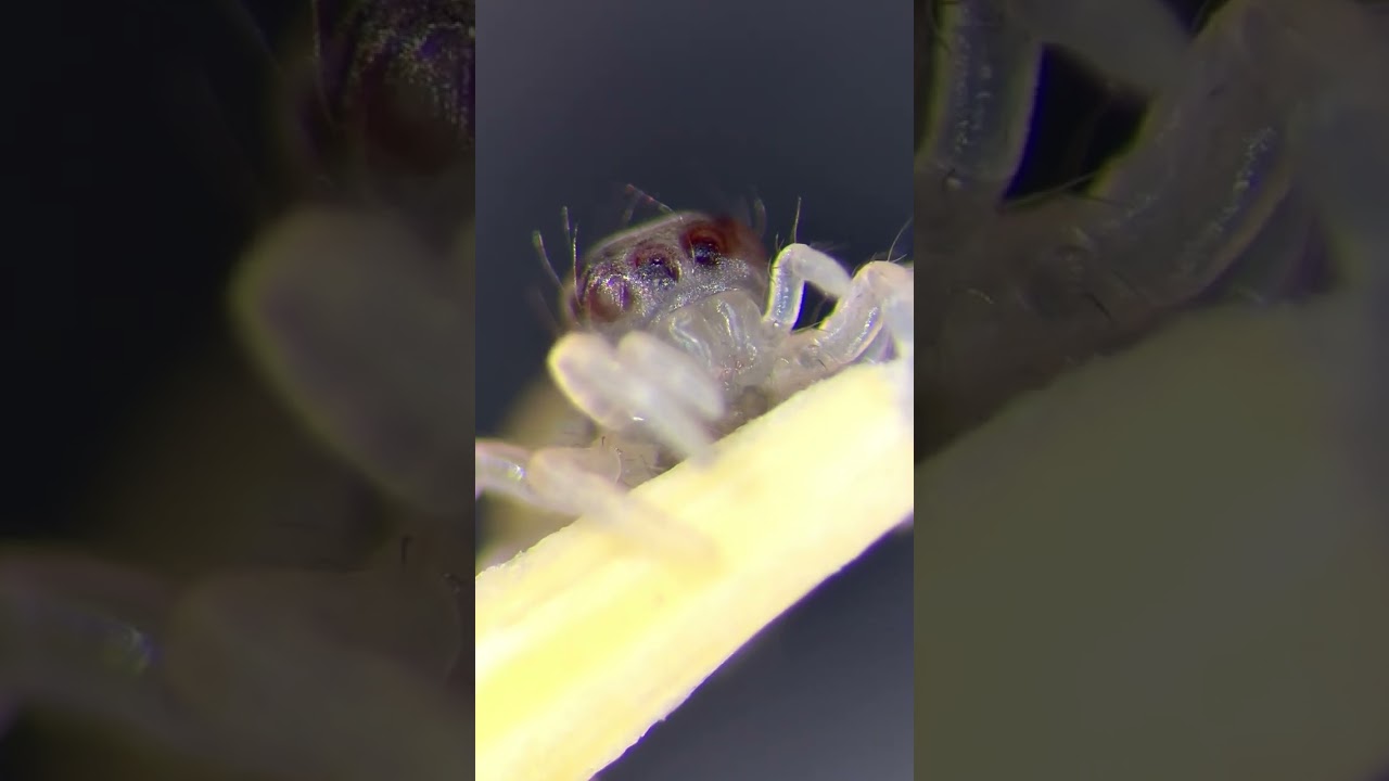 Have You Ever Seen A Baby Jumping Spider?