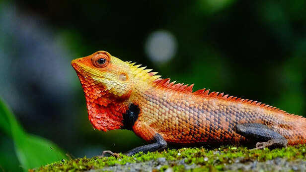 The Color-Changing Secrets of Chameleons Explained by Science