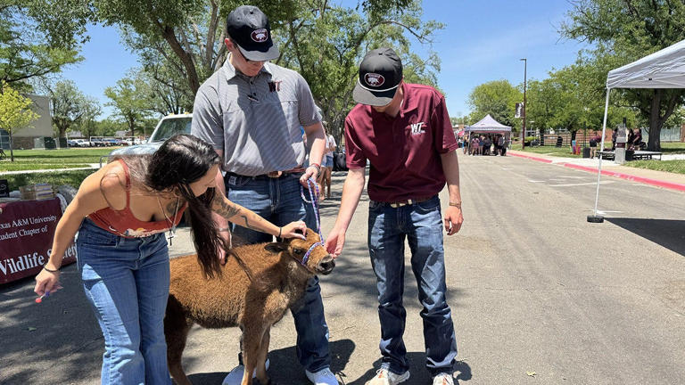 Meet Sally, the new WTAMU Buffalo mascot