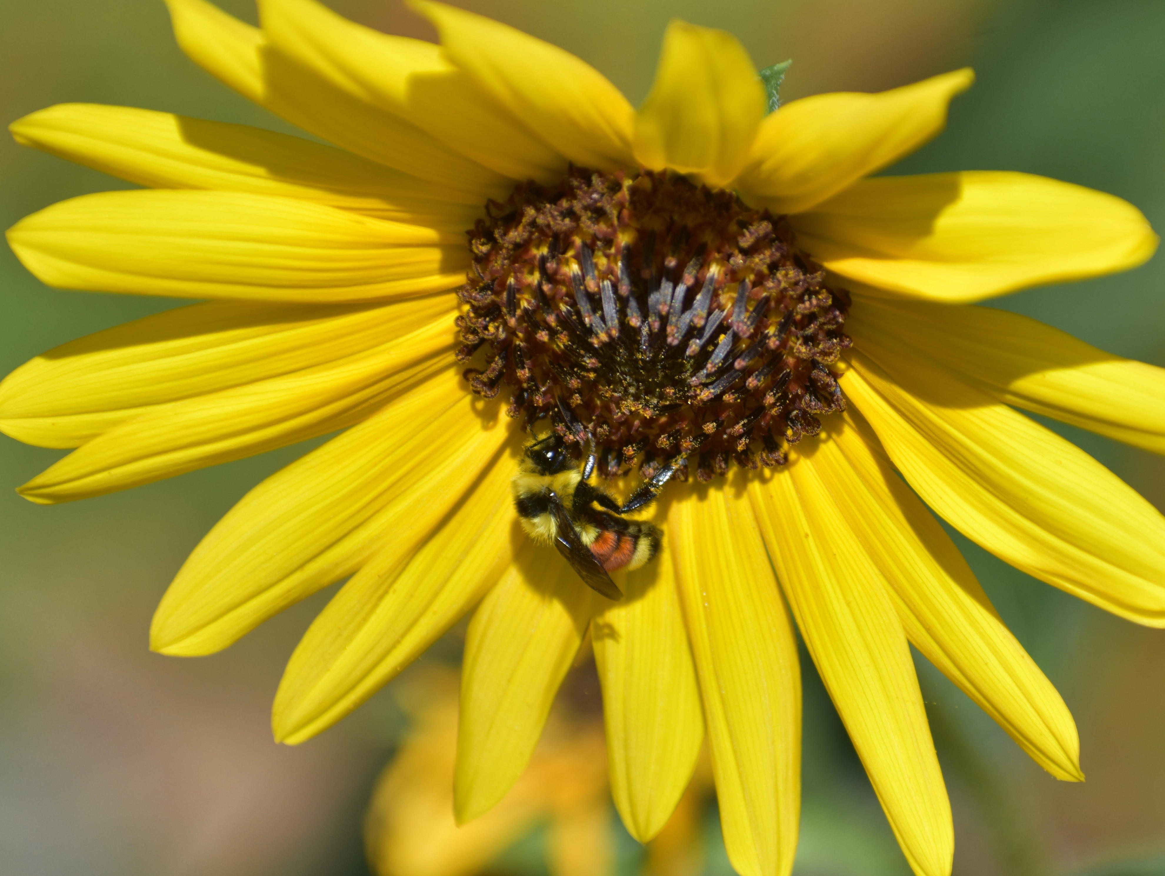 What are native plants?