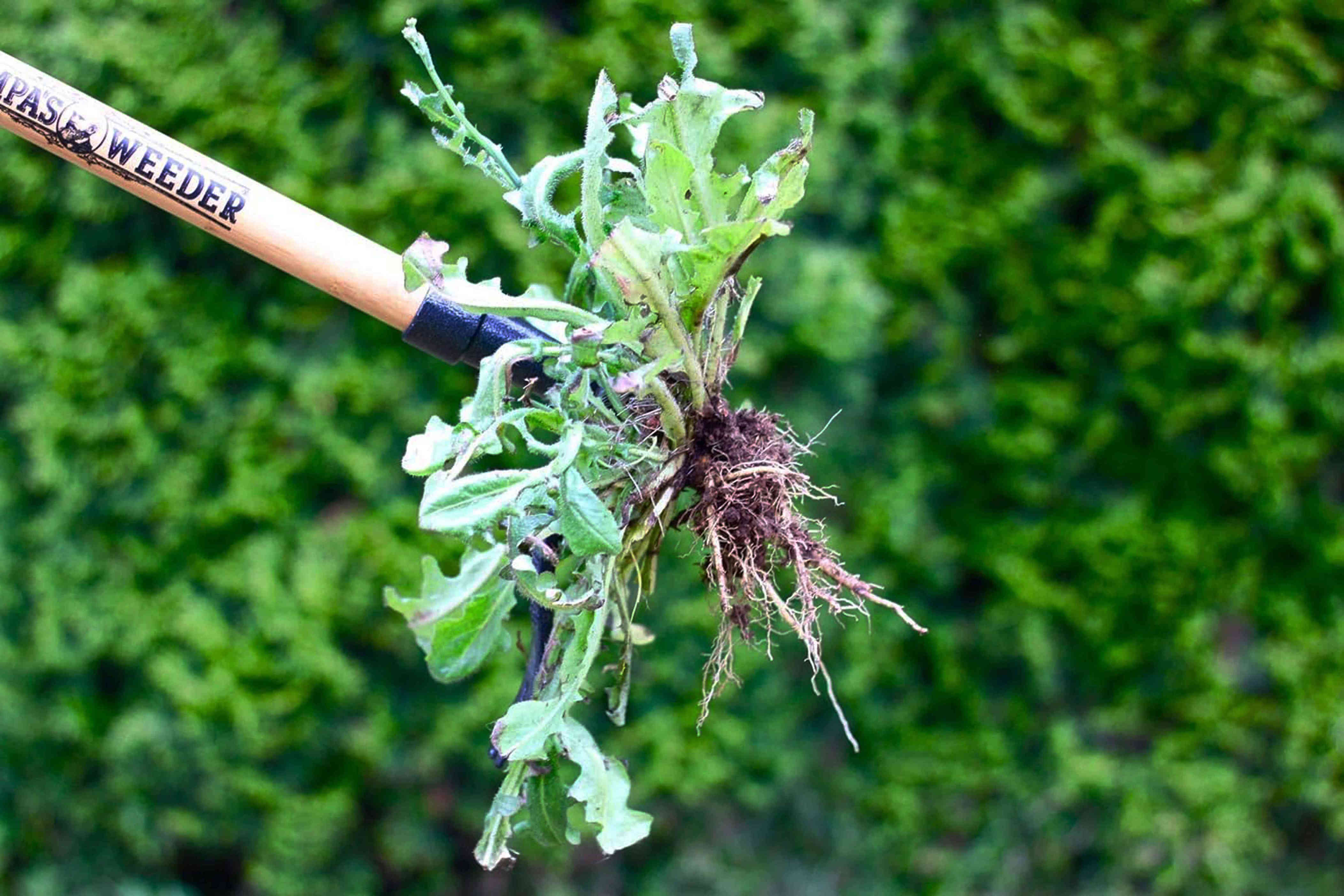 Shoppers ‘Love Not Having To Bend Over’ To Use This Weeder—And It’s ...
