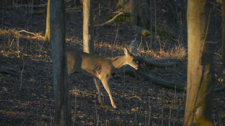 Hunting seasons kick off in New Hampshire