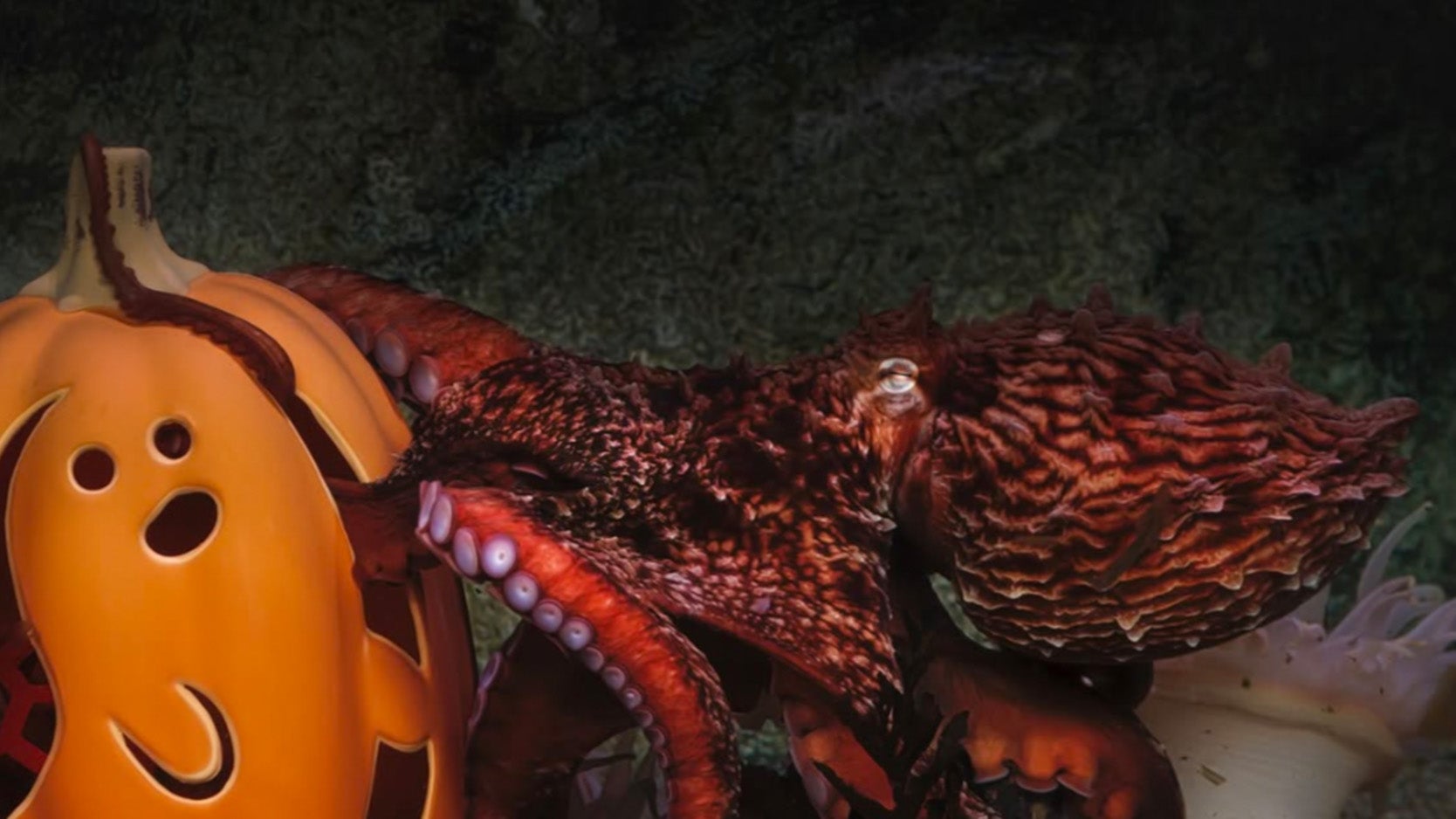 Eight Arms, One Heart: Dying Octopus 'Ghost' Spends Final Days Caring ...