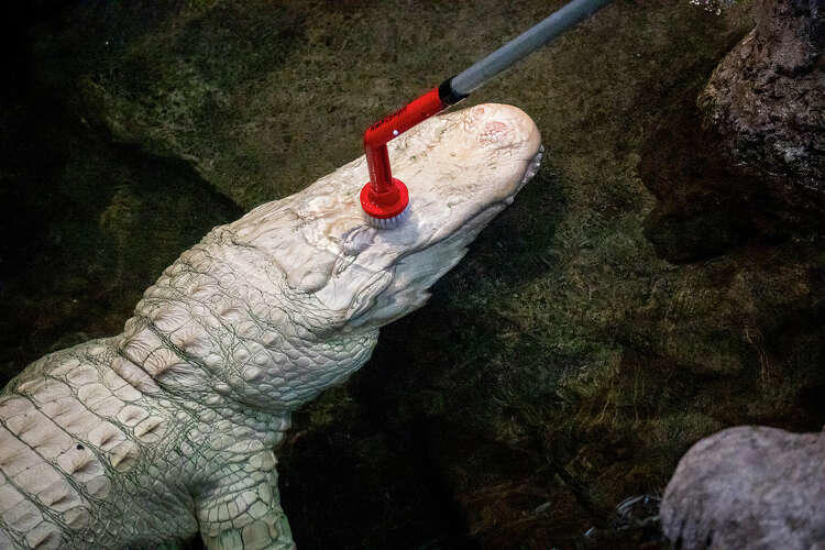Claude, San Francisco's famous white alligator, celebrates 3 decades