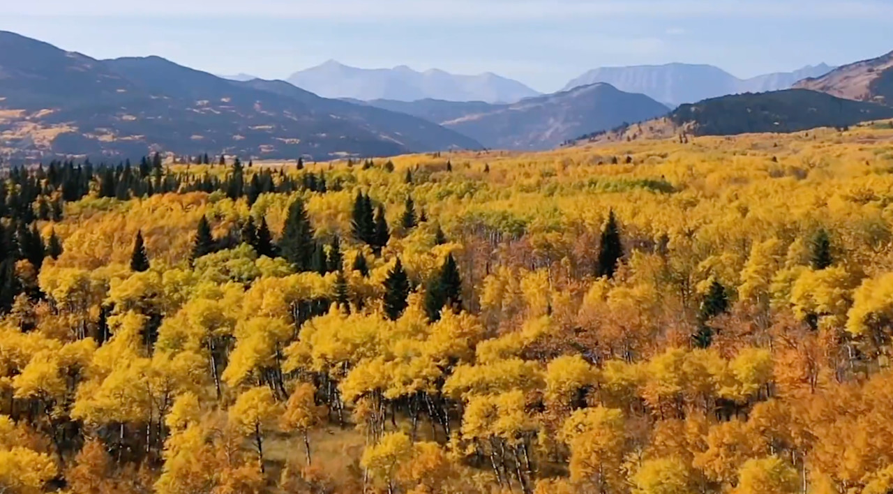 The threat to Alberta's iconic aspen trees and the fall colours they bring