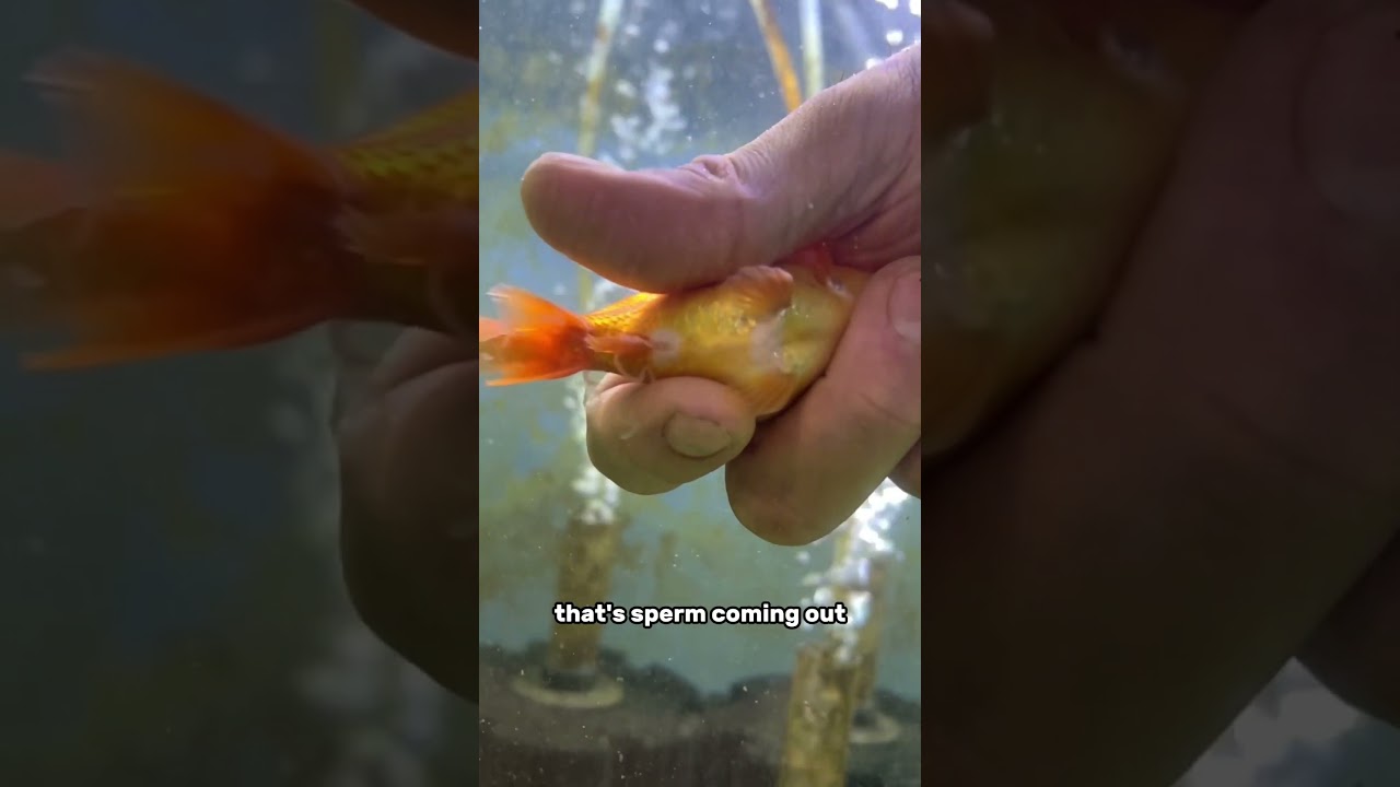 Goldfish Love Drama: What’s Really Going On in the Tank?