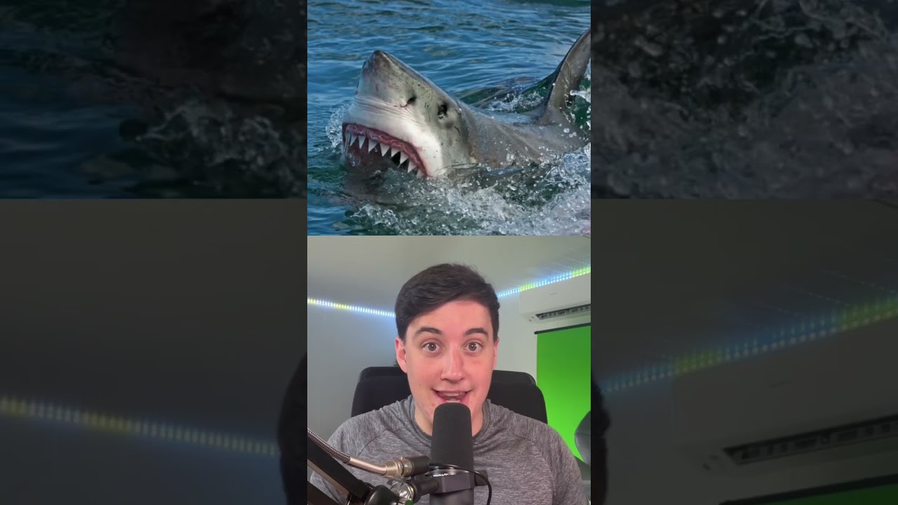 Do sharks actually see humans as food? Science weighs in