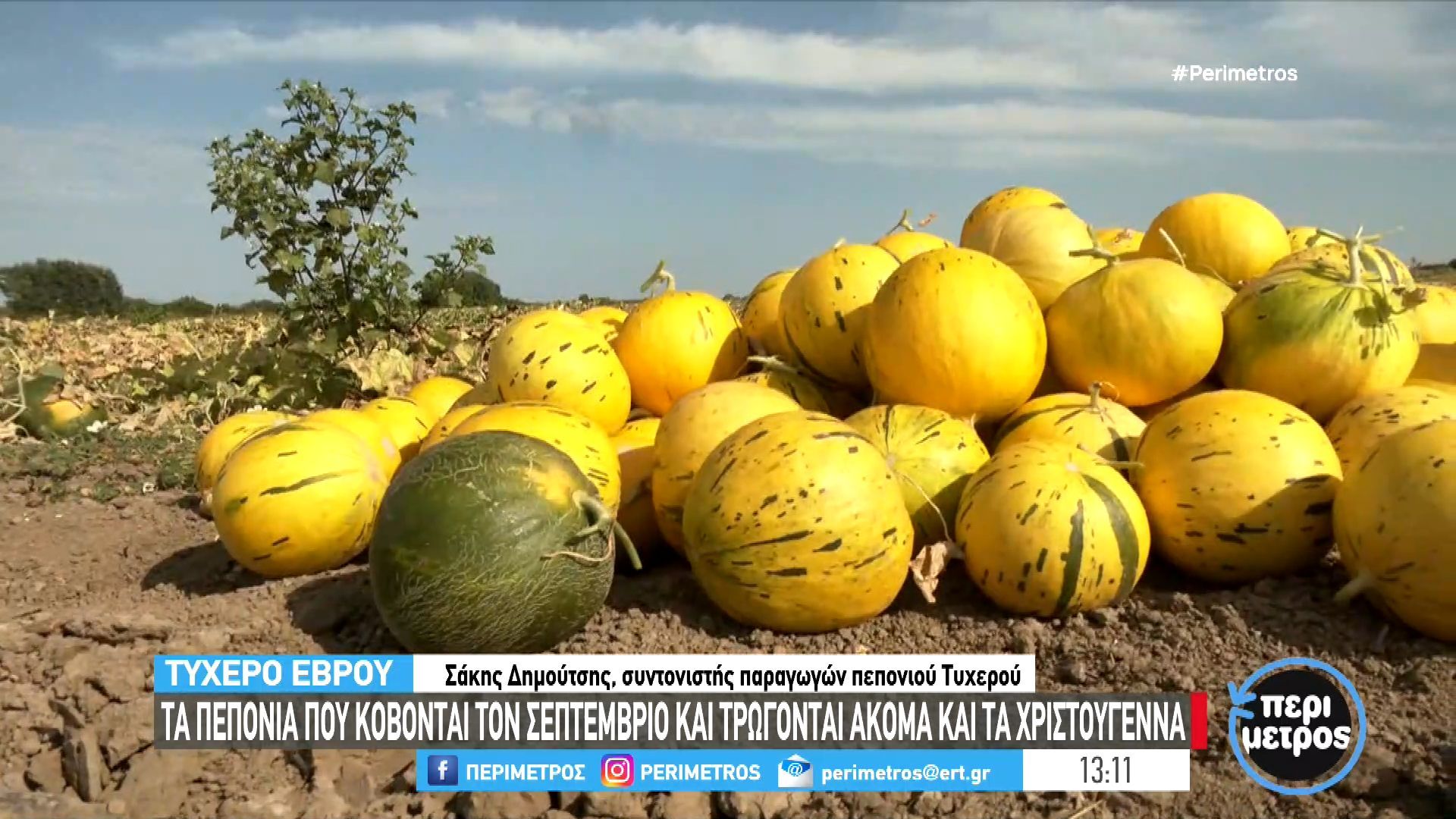 “Χρυσή κεφαλή”: Το χυμώδες πεπόνι του Τυχερού Έβρου που τρώγεται μέχρι ...