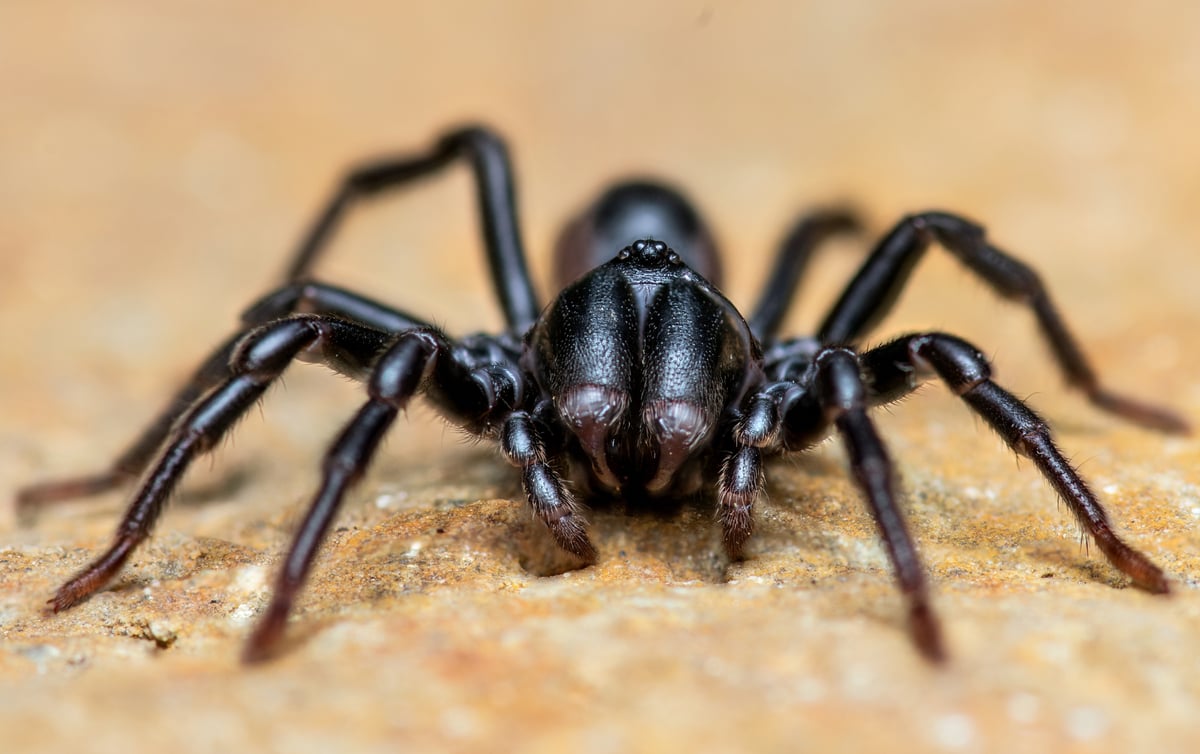Oui, une mygale vit en France et voici où vous pouvez la croiser