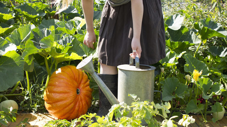How To Tell If Your Pumpkins Are Overcrowded (And How To Fix It)