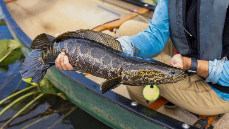 The Invasive Species That Could Destroy Our Rivers