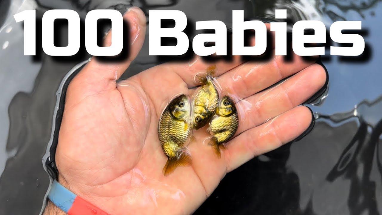 Unboxing a Massive Haul of Sapphire Ranchu Babies