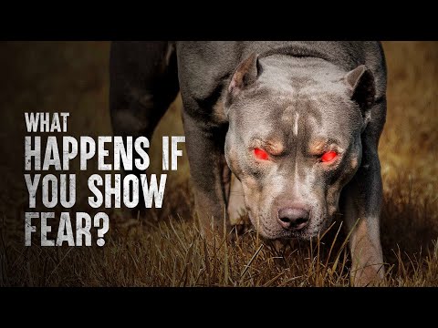 Find out the 5 worst mistakes to avoid during a dog attack