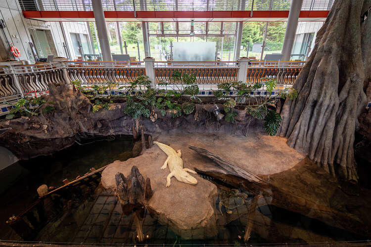 Claude, San Francisco's famous white alligator, celebrates 3 decades