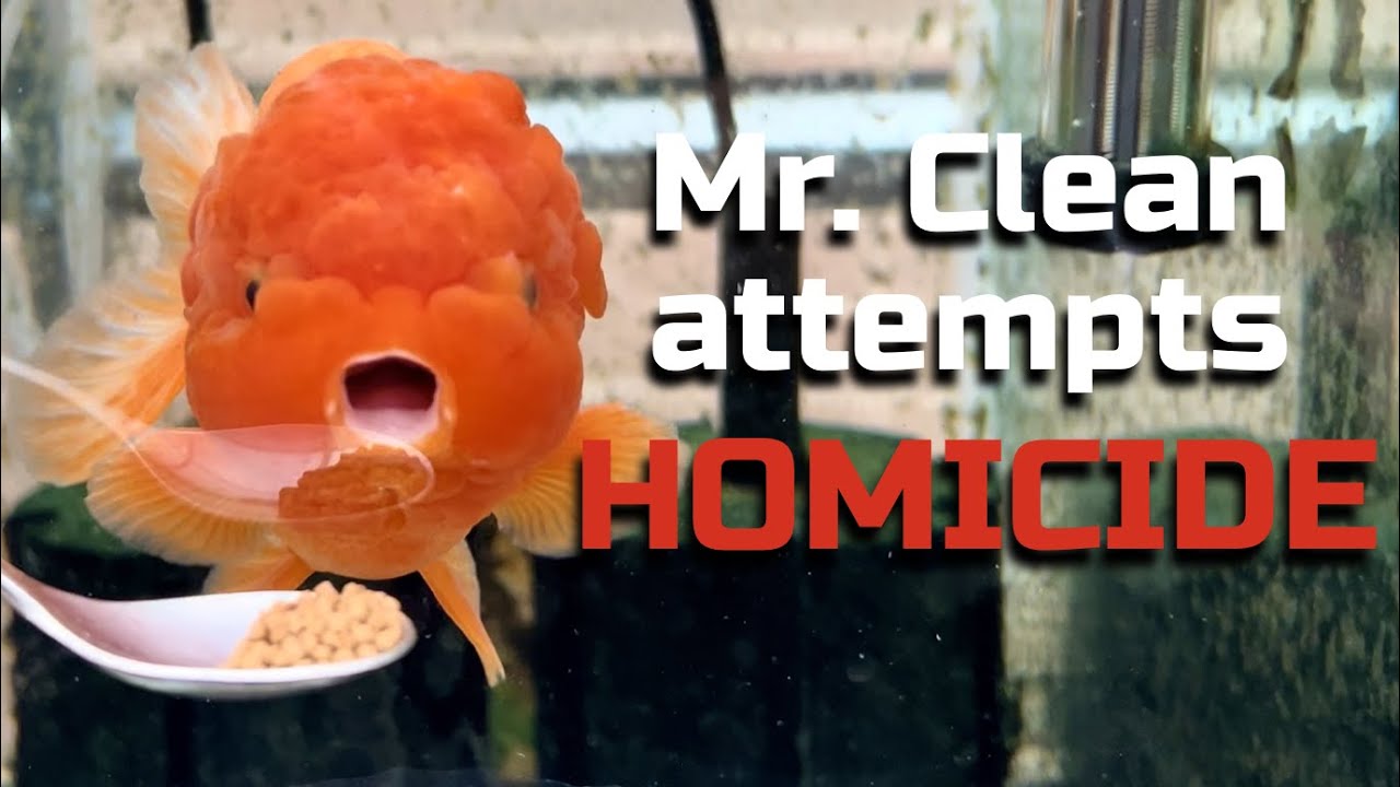 Goldfish Gone Wild: Mr. Clean Attacks During Pond Maintenance