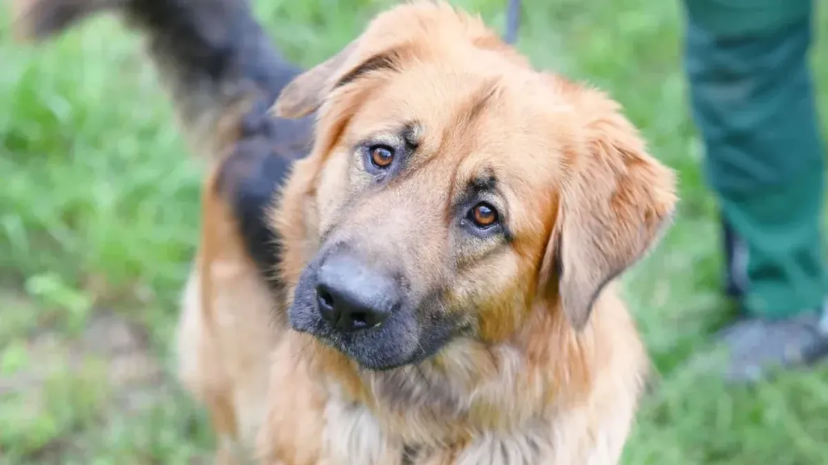 Schäferhund-Mix Rocco sucht ein neues Zuhause